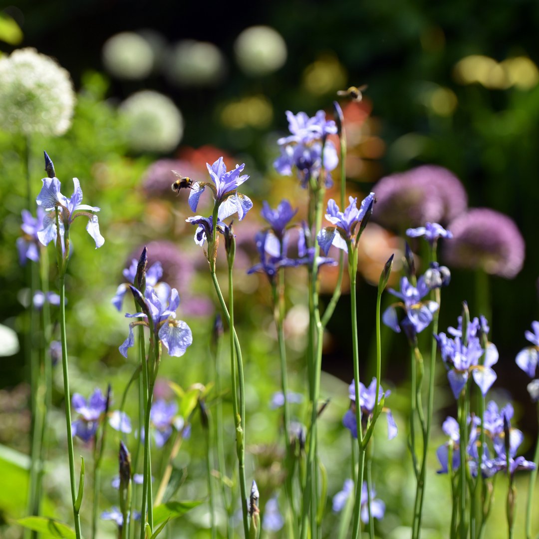 Our top 10 gardening tips for May — Home & Garden Extras